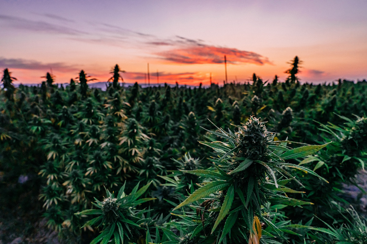 Climate Change Pressures Cannabis Operators - Cannabis Connect Insurance